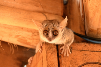 World's Smallest Lemurs arrive at Hoo Zoo and Dinosaur World - Visit ...